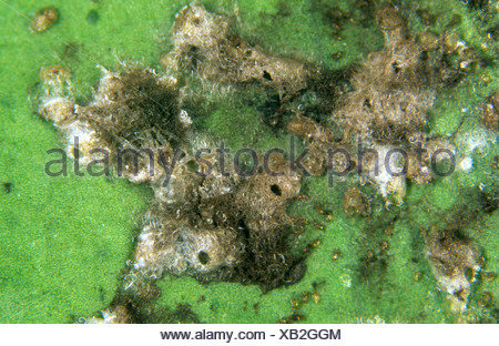 Exit holes of a parasitoid wasp possibly Cales noecki from citrus ...