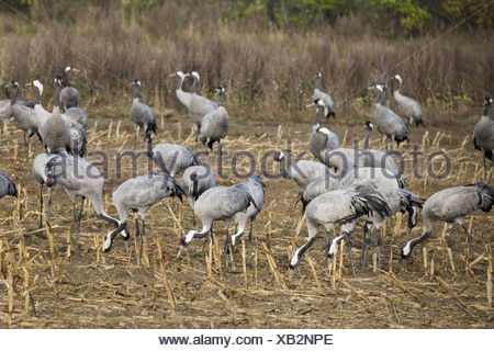 zoology / animals, avian / bird, Gruidae, Common Crane (Grus grus Stock ...