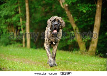 walking Old English Mastiff Stock Photo - Alamy