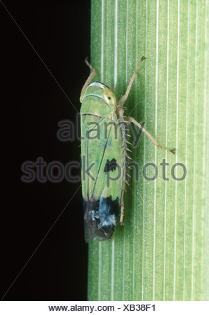 Green rice leafhopper (Nephotettix virescens) nymph on rice Stock Photo ...