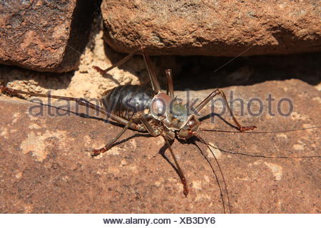 big cricket in namibia Stock Photo: 93395018 - Alamy