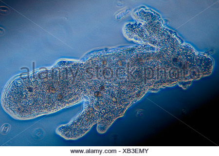 Giant Amoeba, Chaos chaos Stock Photo: 167235419 - Alamy