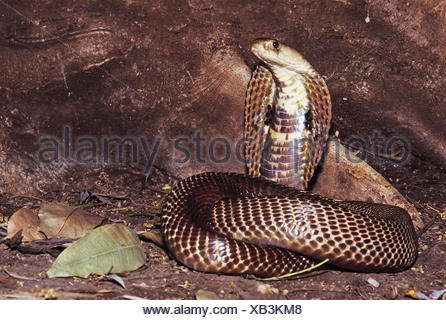 SPECTACLED COBRA. Naja naja. Venomous, common. Elapidae, Ajivali Stock ...