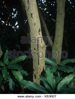 Physiological bleeding stem disorder, resin exudation from a mango tree ...