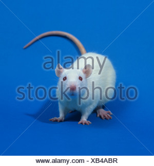 White laboratory rat Sprague Dawley for animal testing toxicology Stock ...