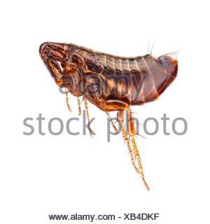 bird flea (Ceratophyllus gallinae), portrait, Germany Stock Photo ...