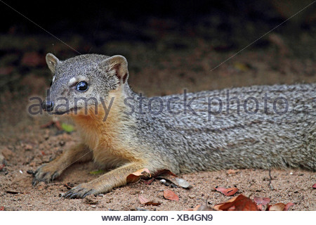 Narrow-striped mongoose, Malagasy narrow-striped mongoose Stock Photo ...