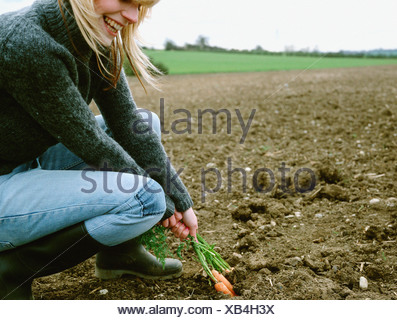 Farmer pulling carrots out of the soil Stock Photo: 778259 - Alamy