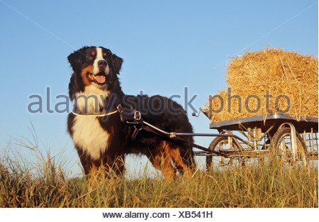 Bernese Mountain Dog pulling cart with straw Stock Photo - Alamy