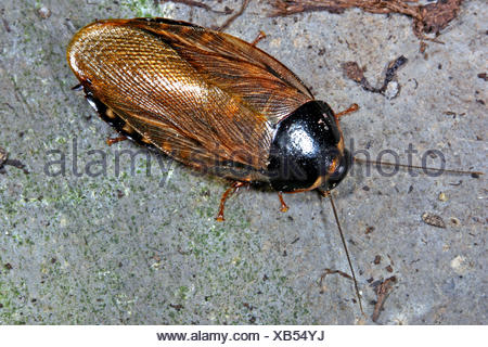 Egyptian Desert Cockroach, Egyptian desert roach, Egyptian cockroach ...