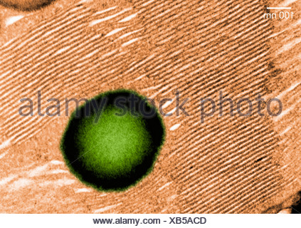 Cross-section of a chloroplast Stock Photo: 24064205 - Alamy