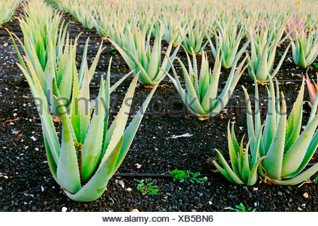 Aloe vera farm Stock Photo: 56382672 - Alamy