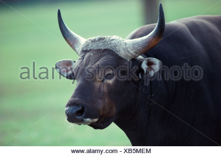 Close-up of a Banteng Bull (Bos javanicus), a Southeast Asian Stock ...