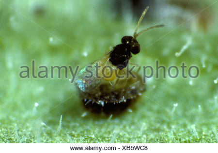 A parasitoid wasp (Encarsia formosa) among parasitised glasshouse Stock ...