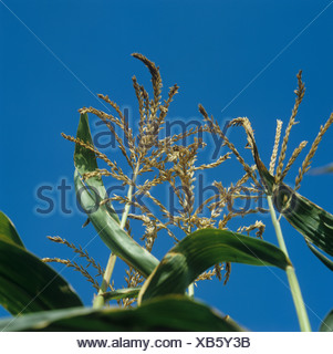 Zea mays. Male flowers on a sweetcorn plant in summer Stock Photo ...
