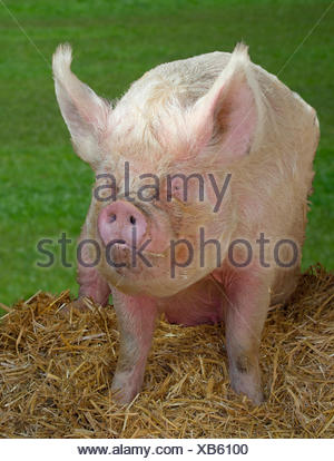 Domestic Pig Middle White boar eighteen-month old Stock Photo - Alamy