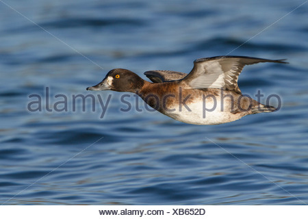 Lesser Scaup (Aythya affinis) flying in Victoria, BC, Canada Stock ...
