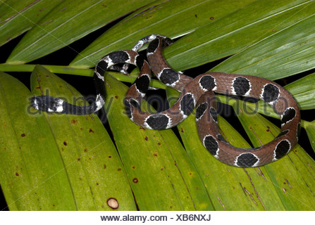 Ornate Thirst Snake or Snail Eating Snake Dipsas catesbyi Nauapa River ...