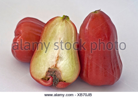 Rose apples or chomphu or Java apple or Syzygium seed isolated on white ...