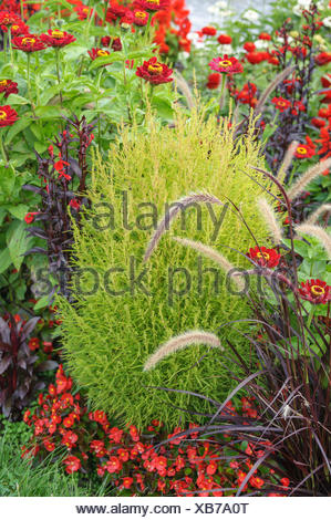 Summer Cypress (Bassia scoparia f. trichophylla, Kochia scoparia f ...