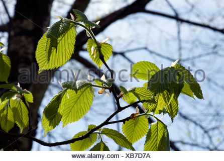 elm tree in spring Stock Photo: 88477286 - Alamy