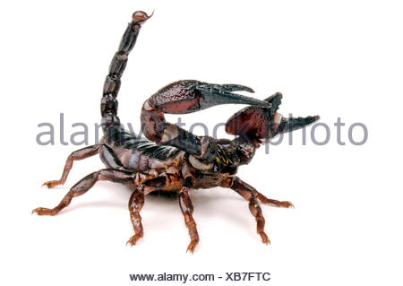 A Red Clawed scorpion Stock Photo: 57988614 - Alamy