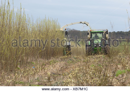 Biomass harvesting short rotation willow coppice Stock Photo: 33145414 ...