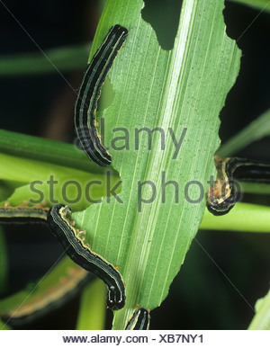 African armyworm Spodoptera exempta on damaged maize or corn leaves ...
