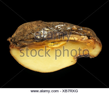 Watery wound rot (Pythium ultimum) shown in a section of a potato Stock ...