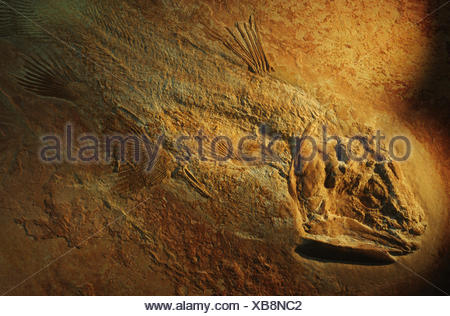 Holophagus penicillatus or Undina penicillata Malm, Germany, Bavaria ...