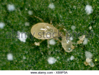A predatory mite Amblyseius swirskii attacking a food mite Stock Photo ...