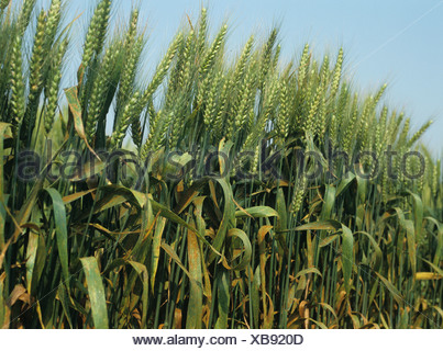 Wheat leaf or brown rust Puccinia triticina (recondita) infection on ...