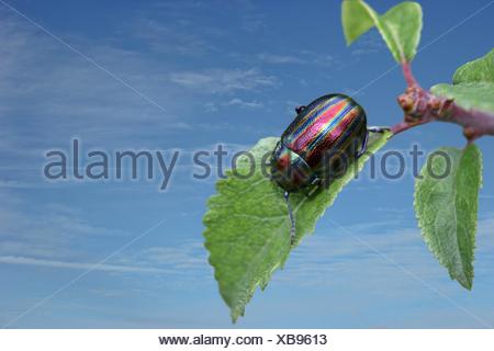 Rainbow leaf beetle / Snowdon Beetle, Chrysolina cerealis - a beautiful ...