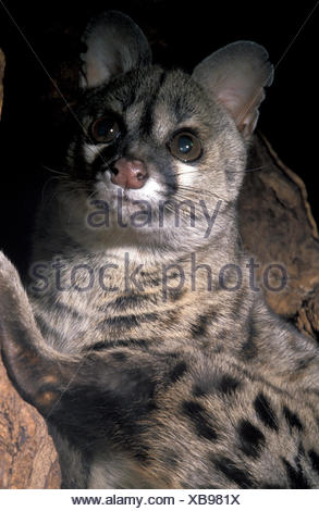 Genet, Genetta genetta, captive, feliforms, related to cats Stock Photo ...