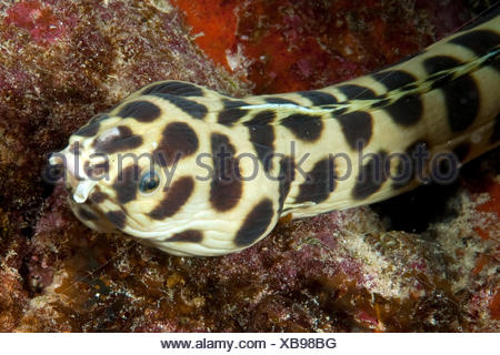 Spotted Snake Eel, Mauritius, Africa, Indian Ocean / (Myrichthys Stock ...
