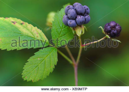 European dewberry (Rubus caesius), mature fruits Stock Photo - Alamy