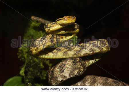COMMON CAT SNAKE Boiga trigonata Mildly Venomous, Common. Indian Stock ...