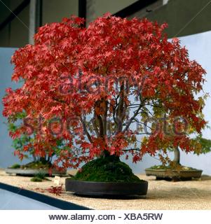 Bonsai - Acer rubrum Red Maple BON000192 Stock Photo: 113385505 - Alamy