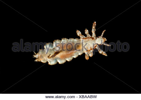 head louse (Pediculus capitis, Pediculus humanus capitis, Pediculus ...