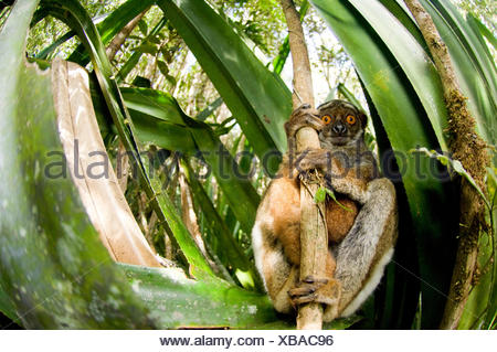 Eastern woolly lemur (Avahi laniger), also known as the eastern avahi ...