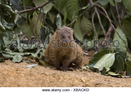 Indian Brown Mongoose - Sri Lanka race Stock Photo: 33135999 - Alamy
