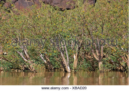 Balsa Wood Tree, aeschynomene elaphroxylon, Trees at Baringo Lake in ...