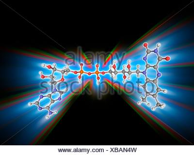 FAD, flavin adenine dinucleotide. Molecular model of the biochemical ...