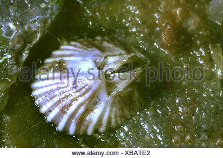 giant Chilean barnacle (Megabalanus tintinnabulum, Balanus Stock Photo ...