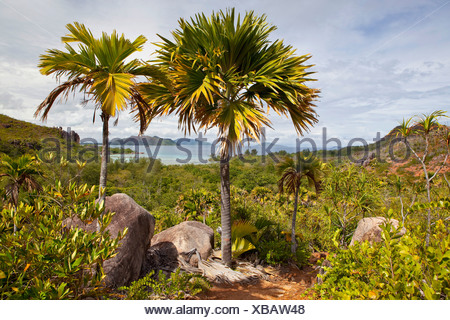 Coco de mer tree, Lodoicea maldivica, in the Seychelles Stock Photo ...