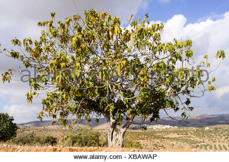 Israel, Negev, lone fig tree Stock Photo: 27203877 - Alamy