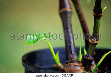 Awa root, Hawaiian medicinal plant Stock Photo: 16238842 - Alamy