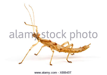Sunny stick insect, Sungay stick insect (Sungaya inexpectata), female ...