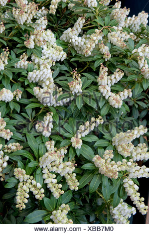 Pieris japonica 'Purity' Stock Photo - Alamy