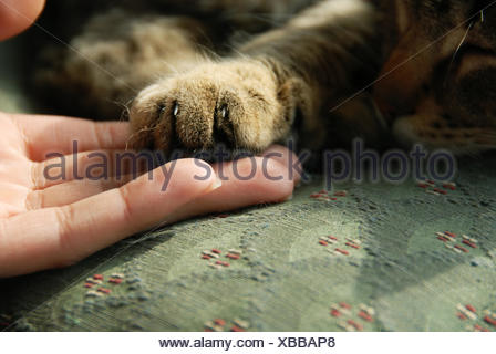 Human hand and cat paw Stock Photo: 140585070 - Alamy